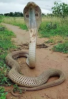 Snake spicie Classification Dataset and Pre-Trained Model by Surasets