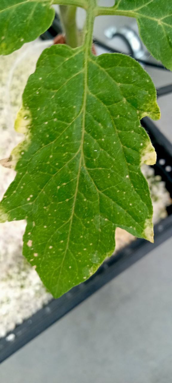 tomato-leaf-detection-v4 Instance Segmentation Dataset by Alexandra