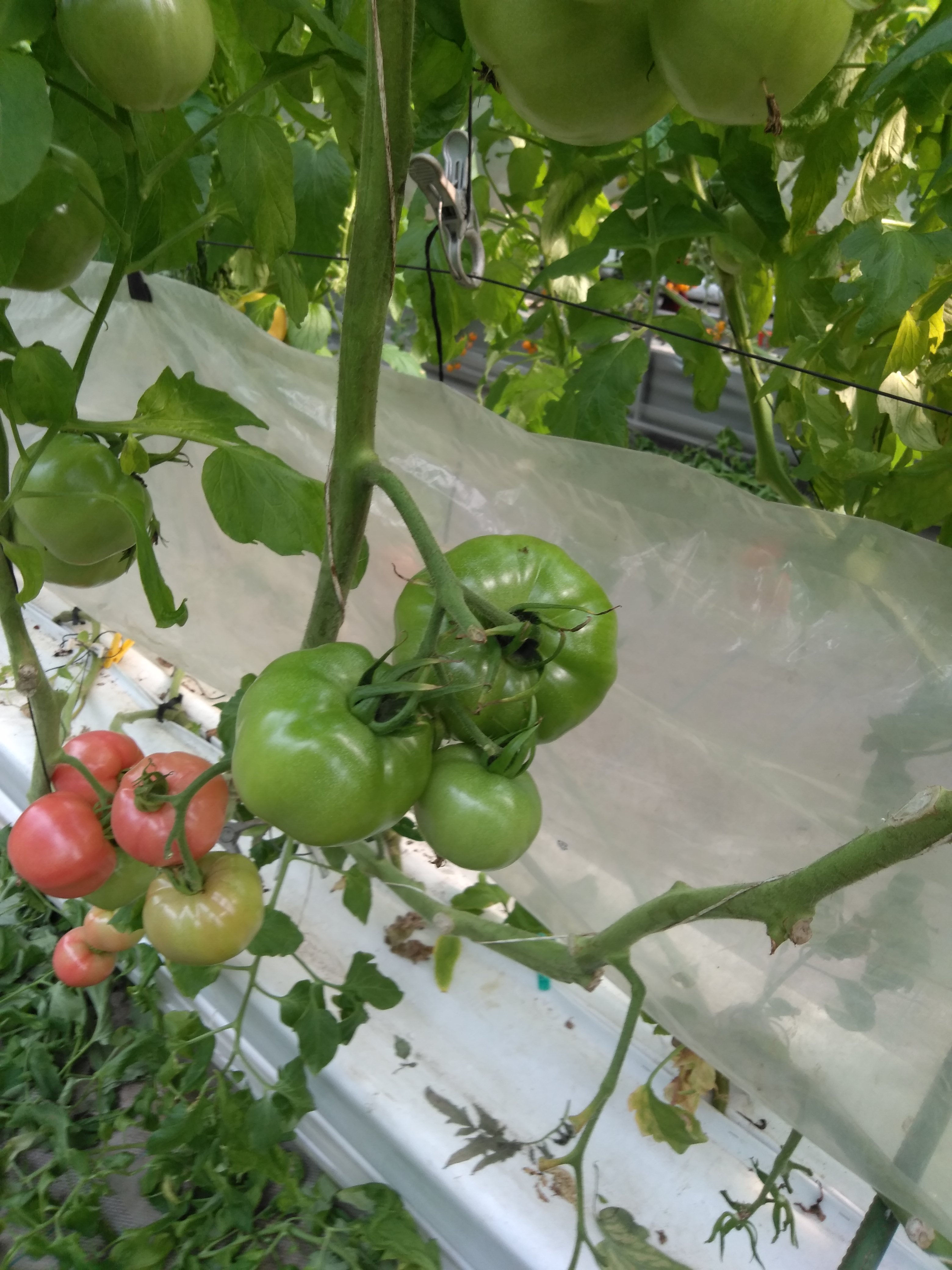 tomato Object Detection Dataset and Pre-Trained Model by tomatoes