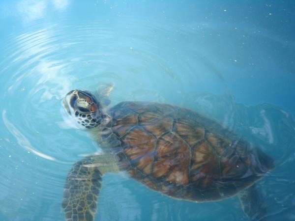 Green Turtle Classification Object Detection Dataset and Pre-Trained Model by Piyawans work