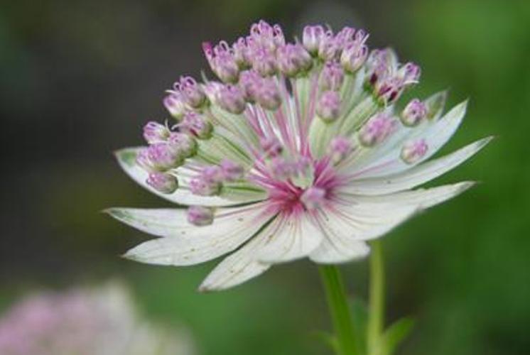 flower_color Object Detection Dataset and Pre-Trained Model by boa