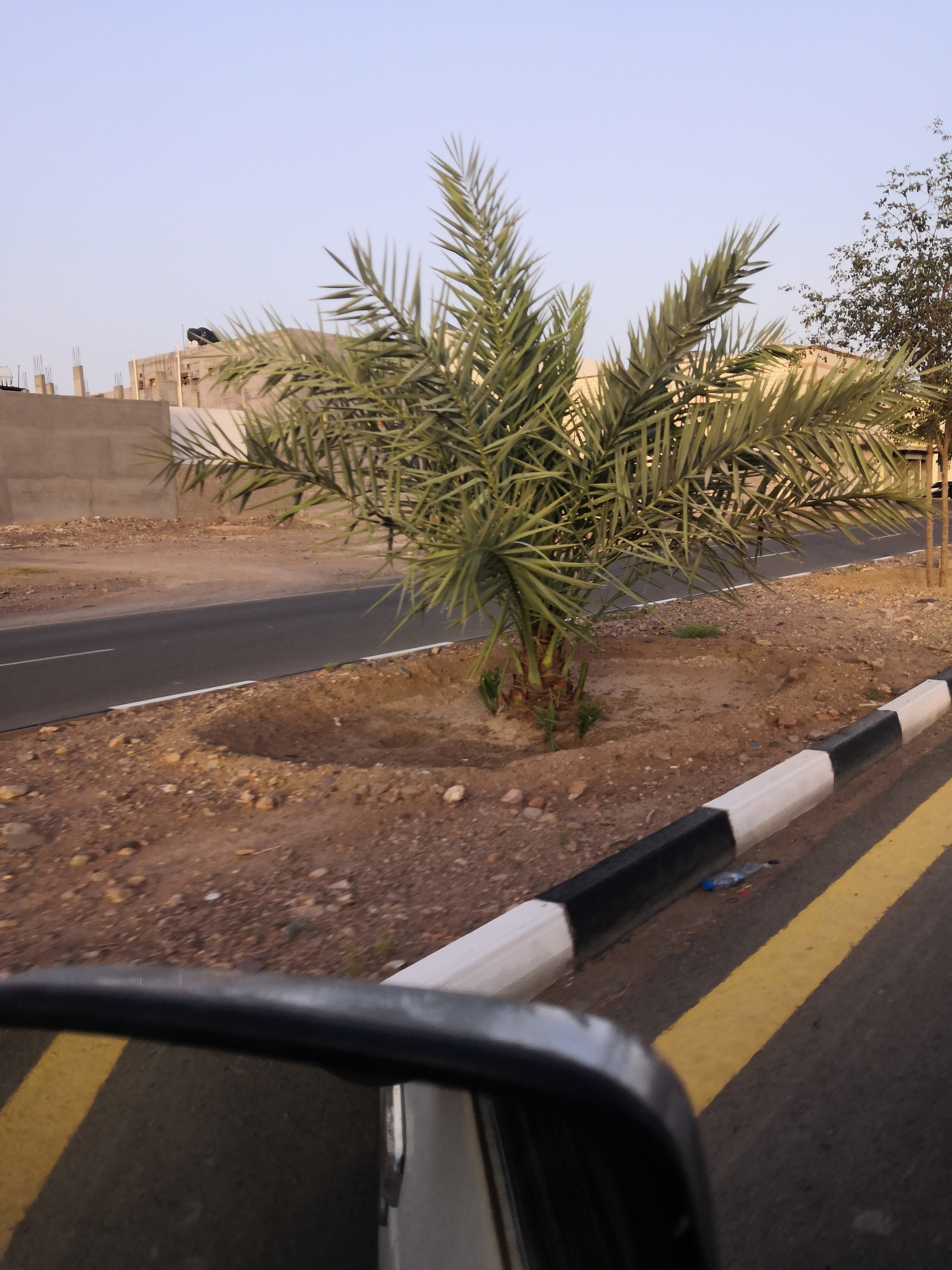 Date plam tree health detection Object Detection Model by -ilmyw