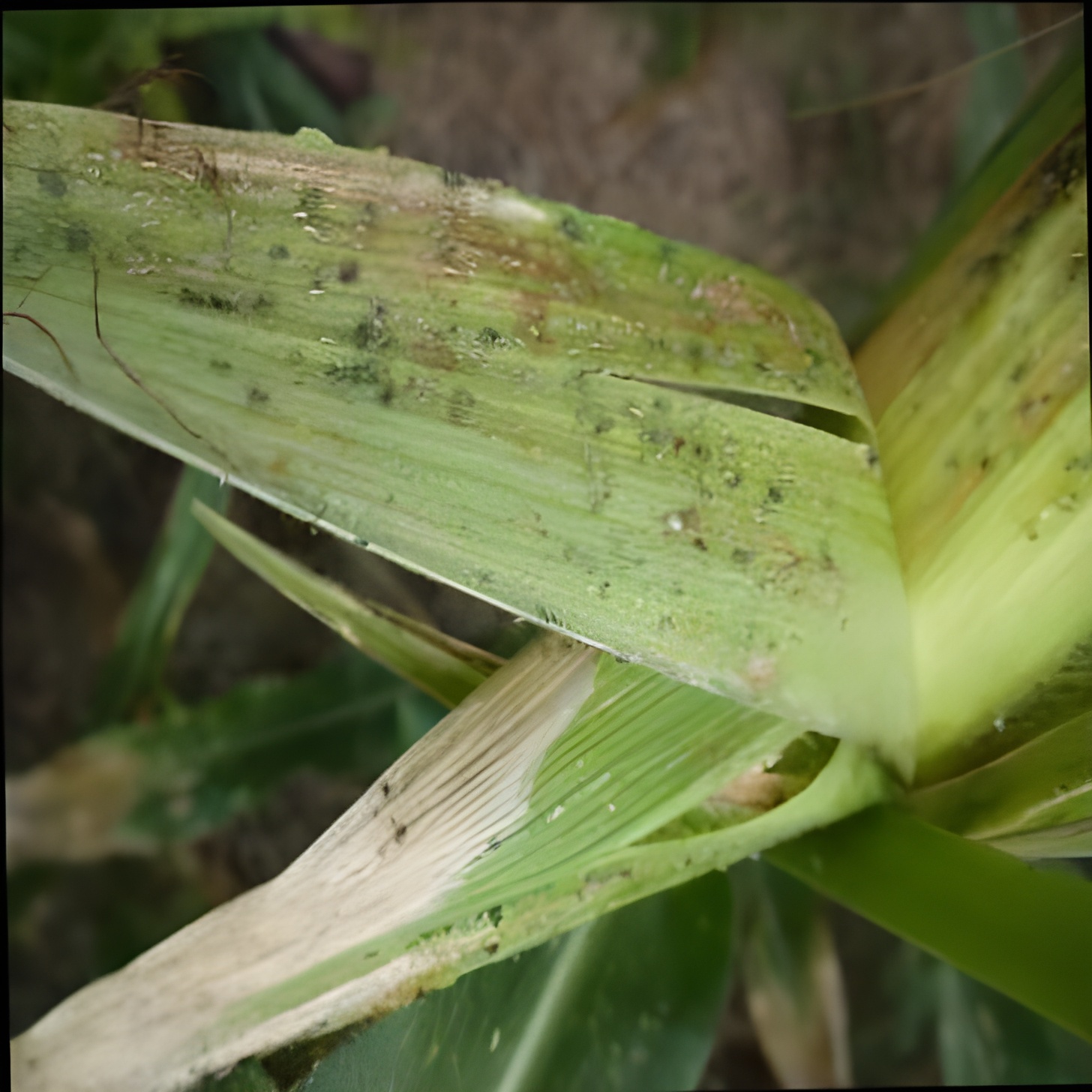 Equal divide ESRGAN Corn Object Detection Dataset and Pre-Trained Model by equal divide Esrgan corn