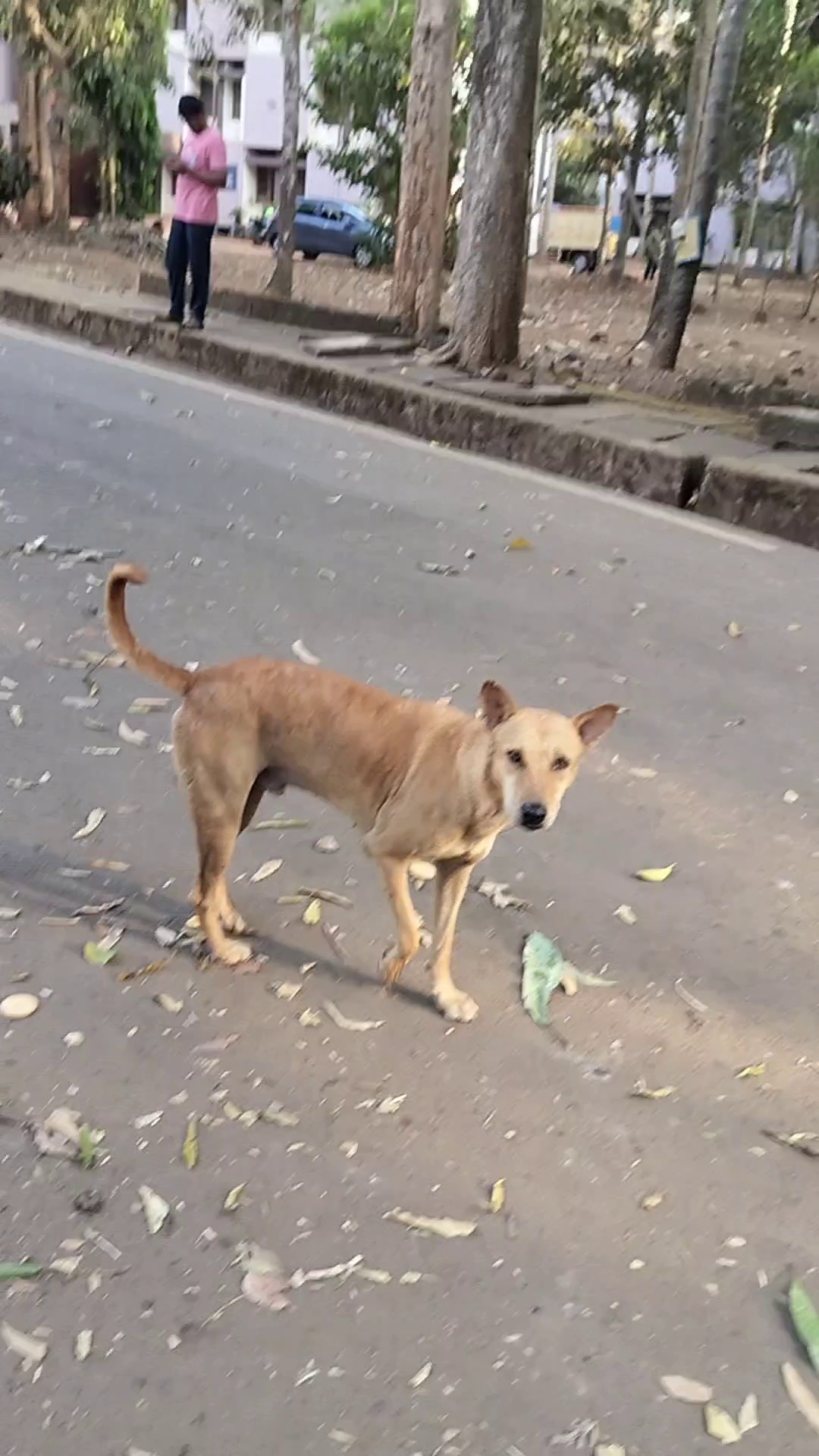 Final_Dataset Object Detection Dataset and Pre-Trained Model by Workspace1