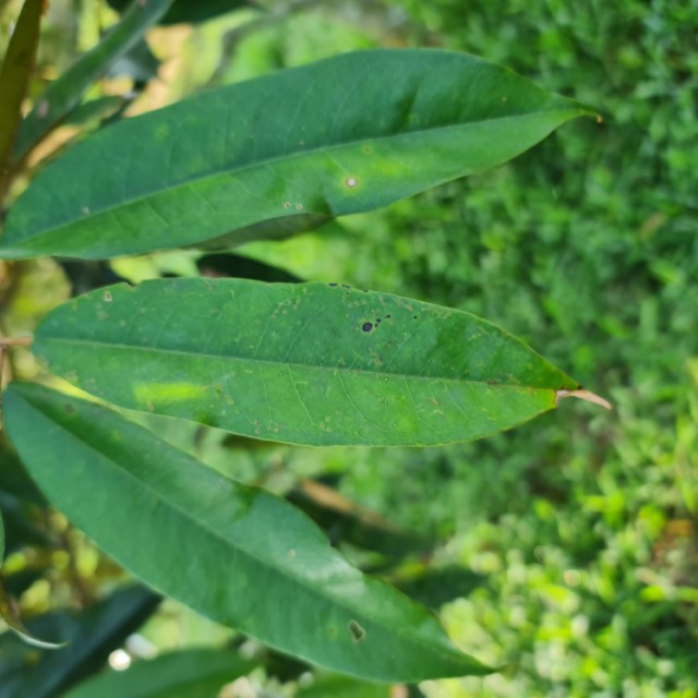 RVV Technologies - Roboflow Universe