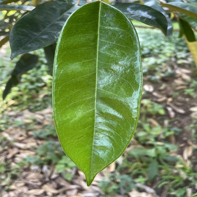 Durian Leaf 2 Instance Segmentation Dataset by RVV Technologies