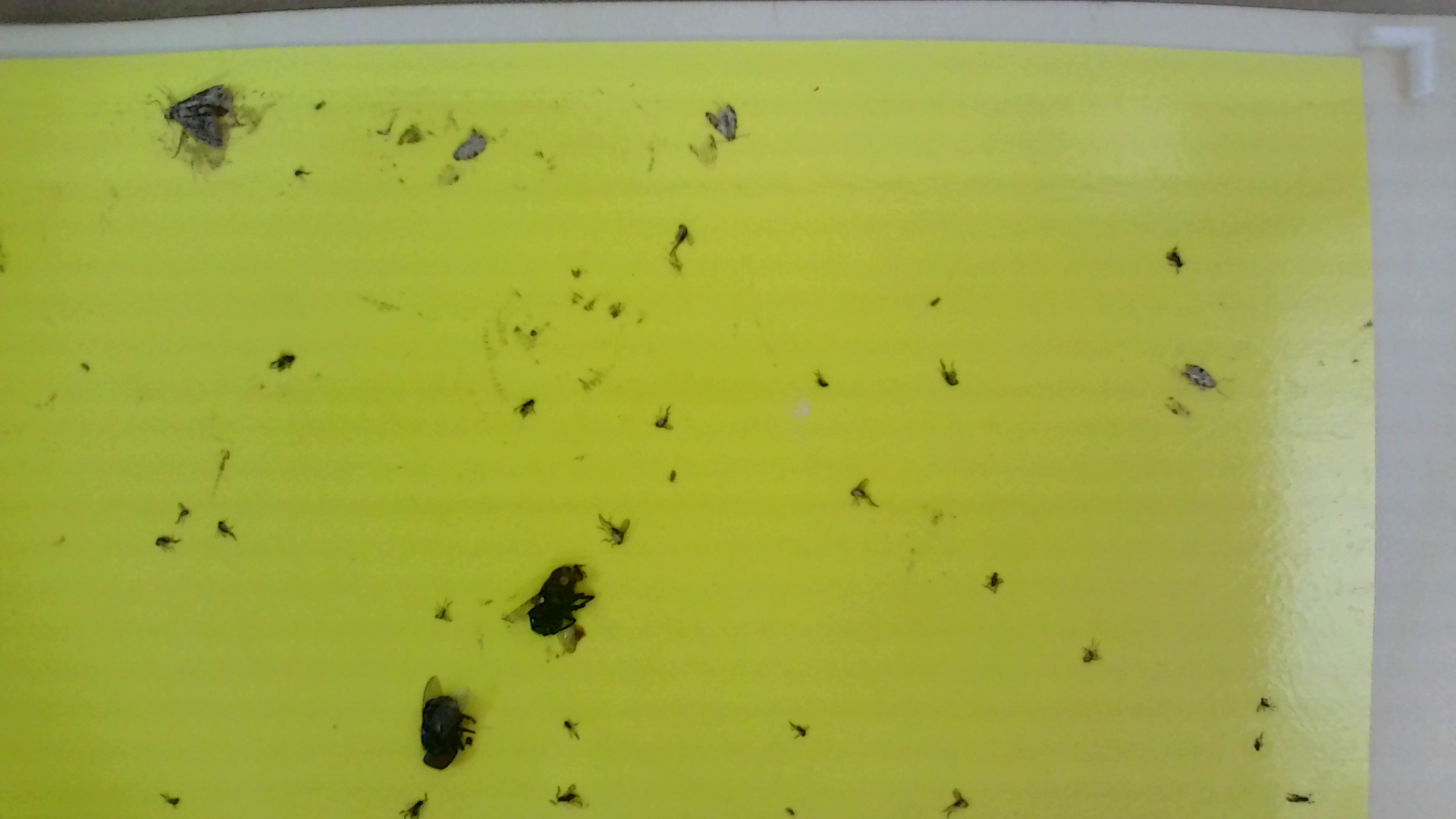 bugdetect_yolo Object Detection Dataset and Pre-Trained Model by LuuRuu