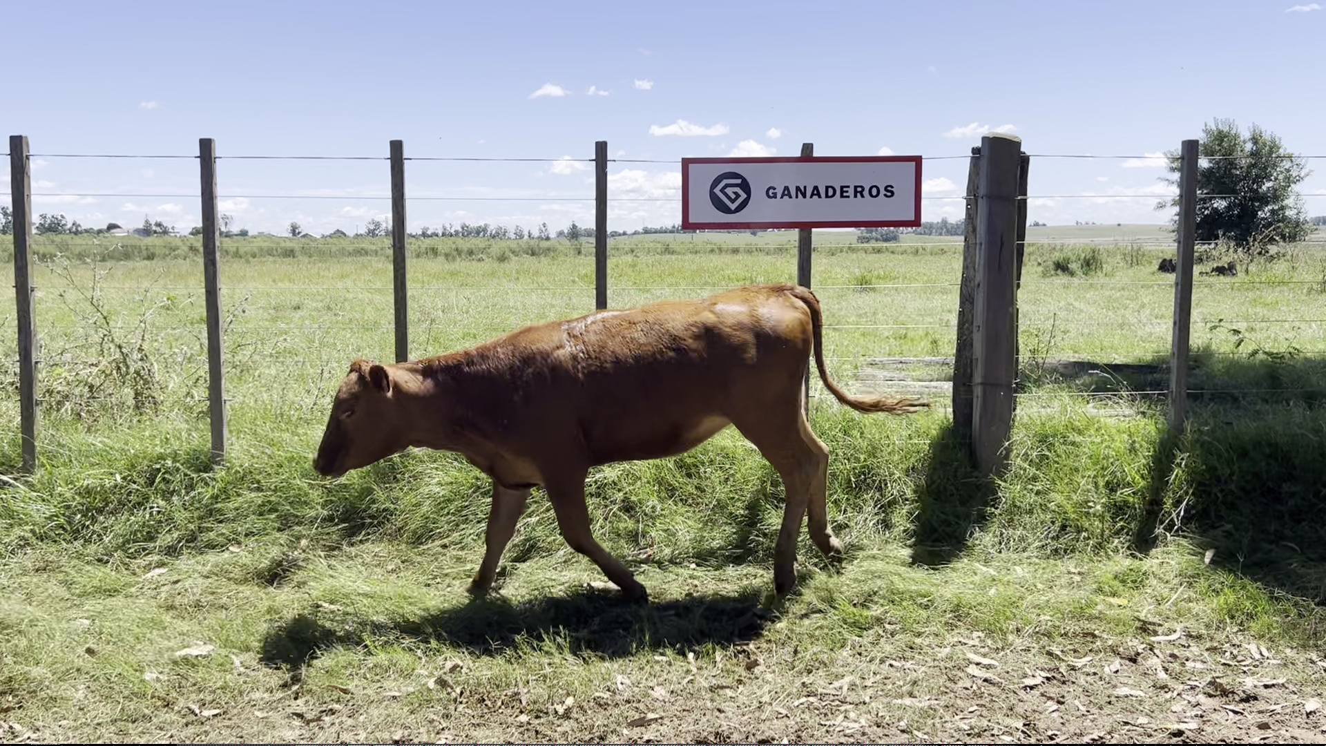 checheche Keypoint Detection Model by Ganaderos