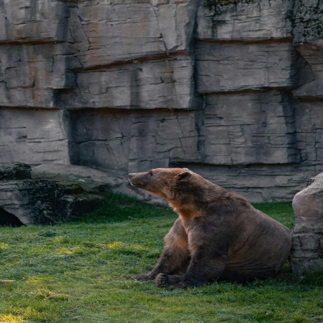 animal detect Object Detection Dataset by FireDetection