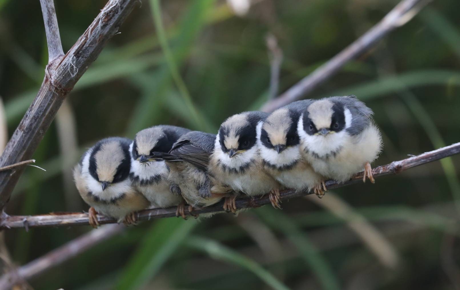 bird_segmentation Instance Segmentation Model by test workspace