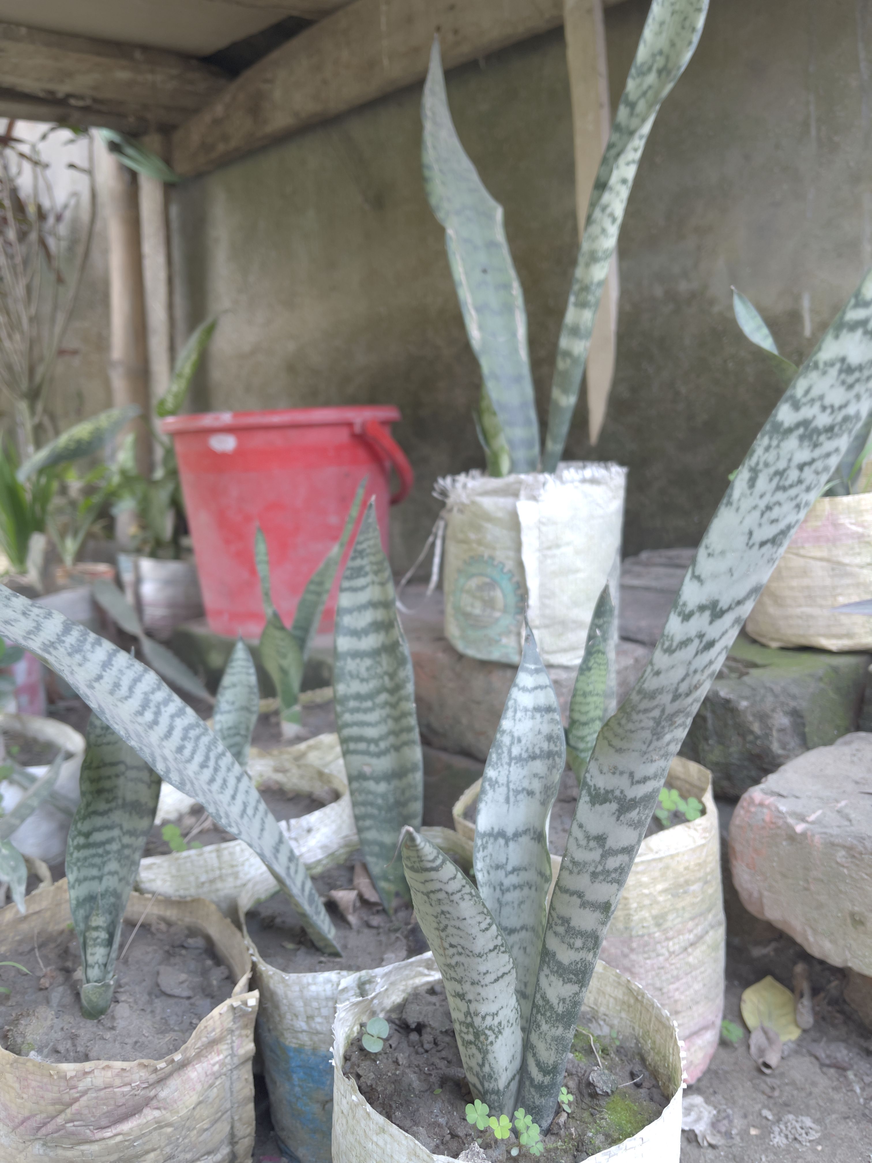 Indoor Plant Segmentation Instance Segmentation Dataset And Pre Trained Model By Uiu Dip