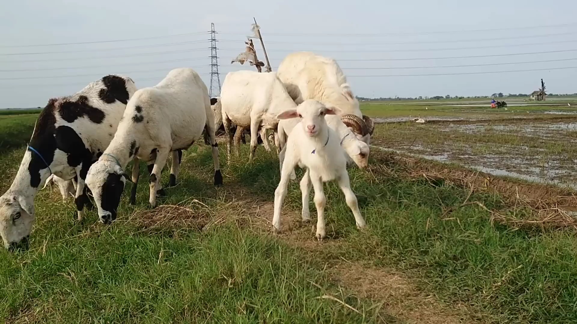 Animals Dataset V2 Object Detection Dataset and Pre-Trained Model by ...