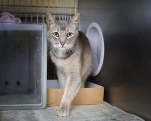 cat breed classification Classification Model by X