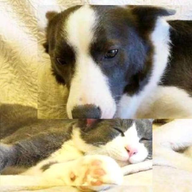 cat-dog prediction Object Detection Model by Object Detection