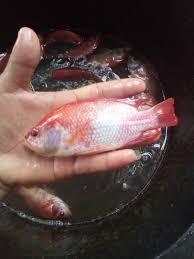 Nile Tilapia Object Detection Dataset by Shia Jeremy Mesias