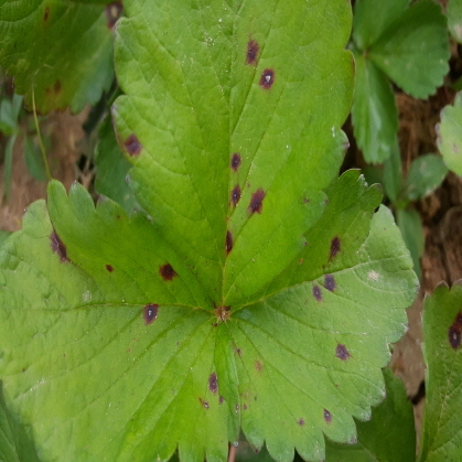 strawberry Object Detection Model by ProjF