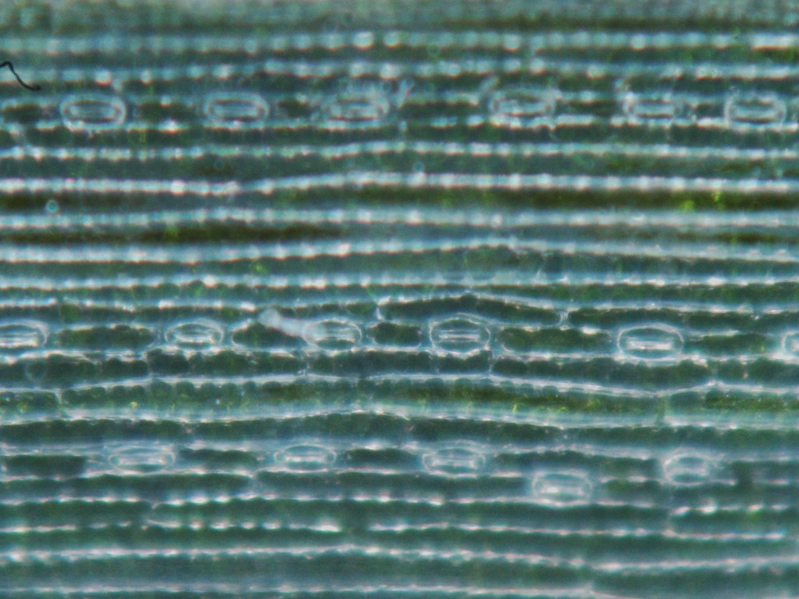 Stomata1stbatch Object Detection Dataset By Mahmoud Ahmed 