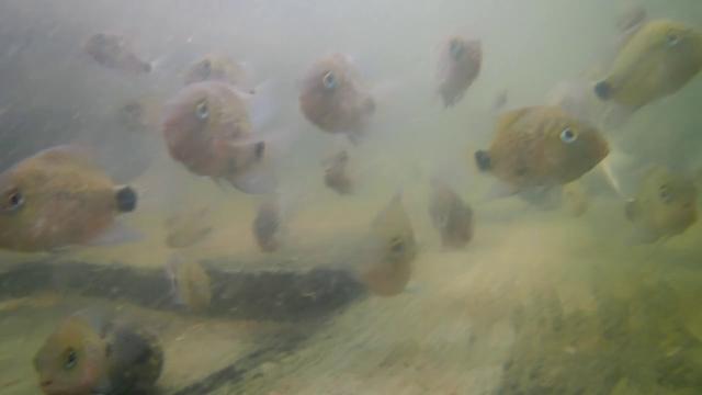 FISH Keypoint Detection Dataset by viji1