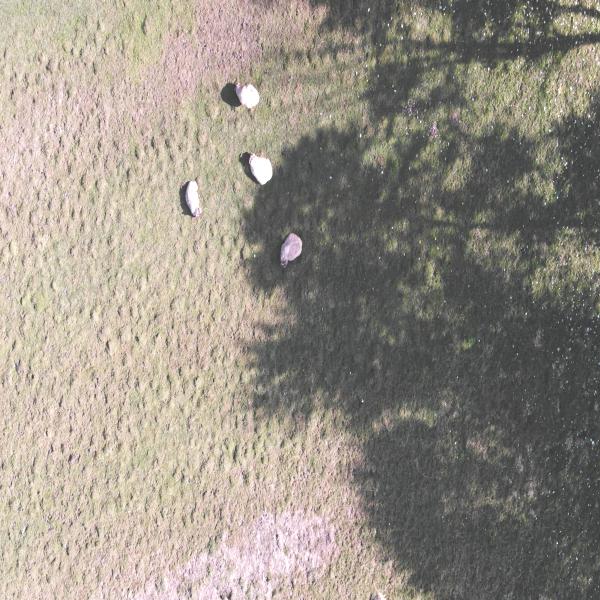 animal_detection Object Detection Dataset by Wildlife detection