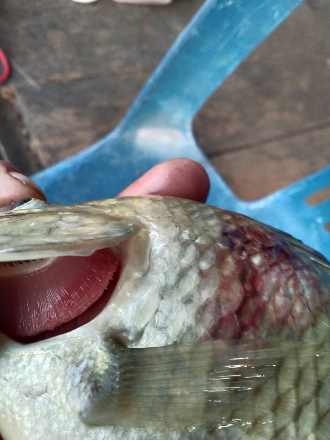 Tilapia_Images Object Detection Model by Datasets