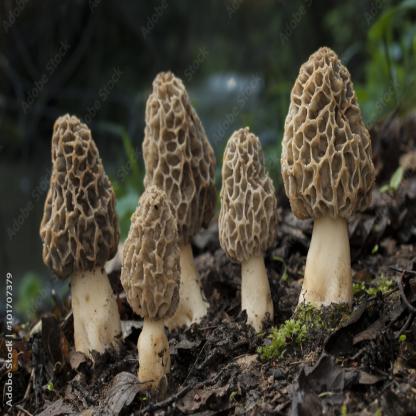 Morch Object Detection Dataset and Pre-Trained Model by Dylan Vaca