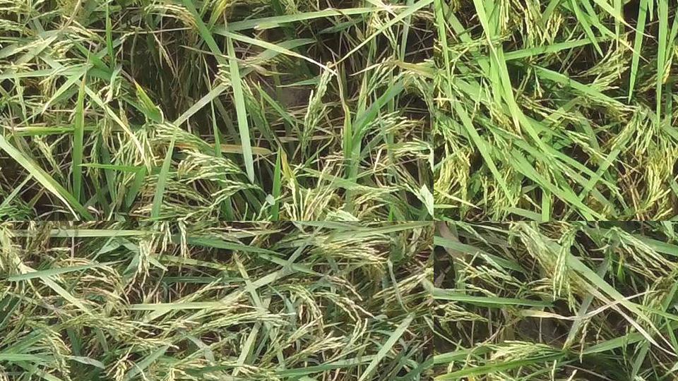 Rice panicle dataset Object Detection Model by Tanisha Tasnuva