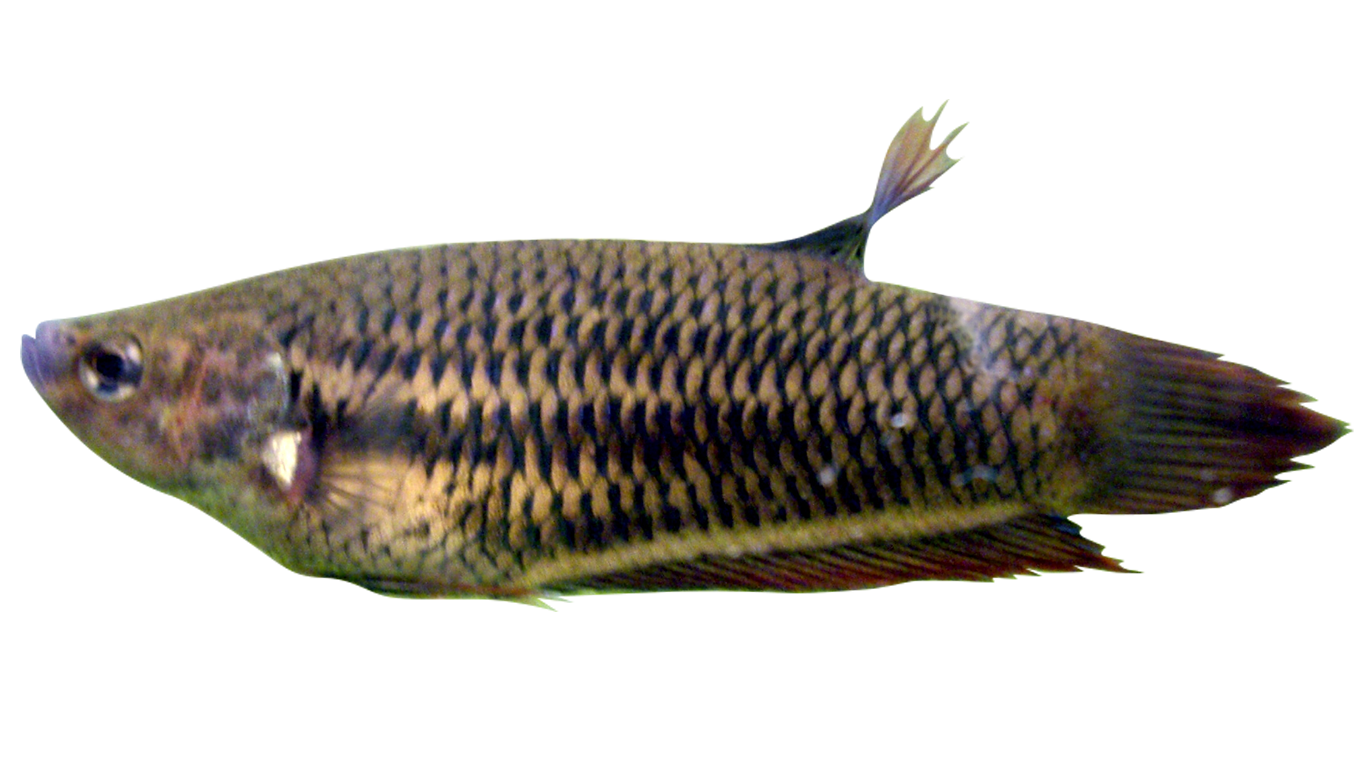 ikan cupang Classification Dataset by new-workspace-ycptw