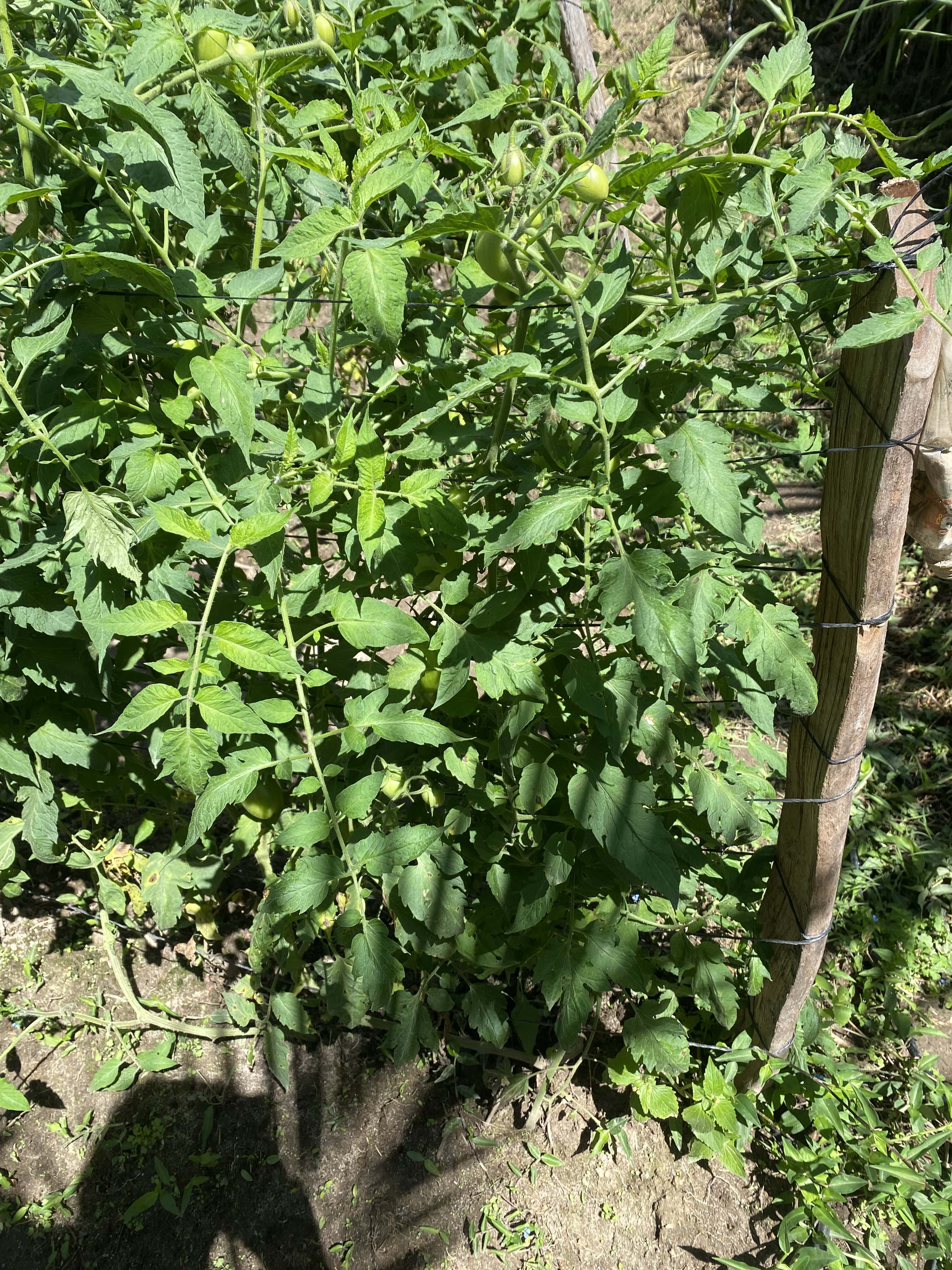 Det Fase 1 Object Detection Dataset And Pre Trained Model By V1 Fase1