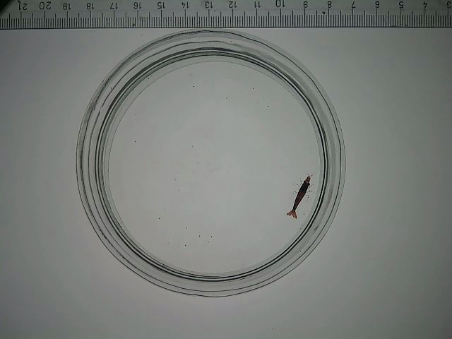 shrimp_insect behavior Object Detection Dataset and Pre-Trained Model by christine