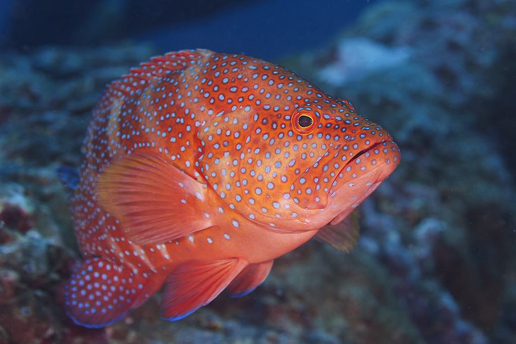 Lapu-Lapu Object Detection Dataset and Pre-Trained Model by Workspace1