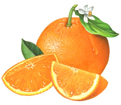 fruit recognition Object Detection Dataset and Pre-Trained Model by cat3