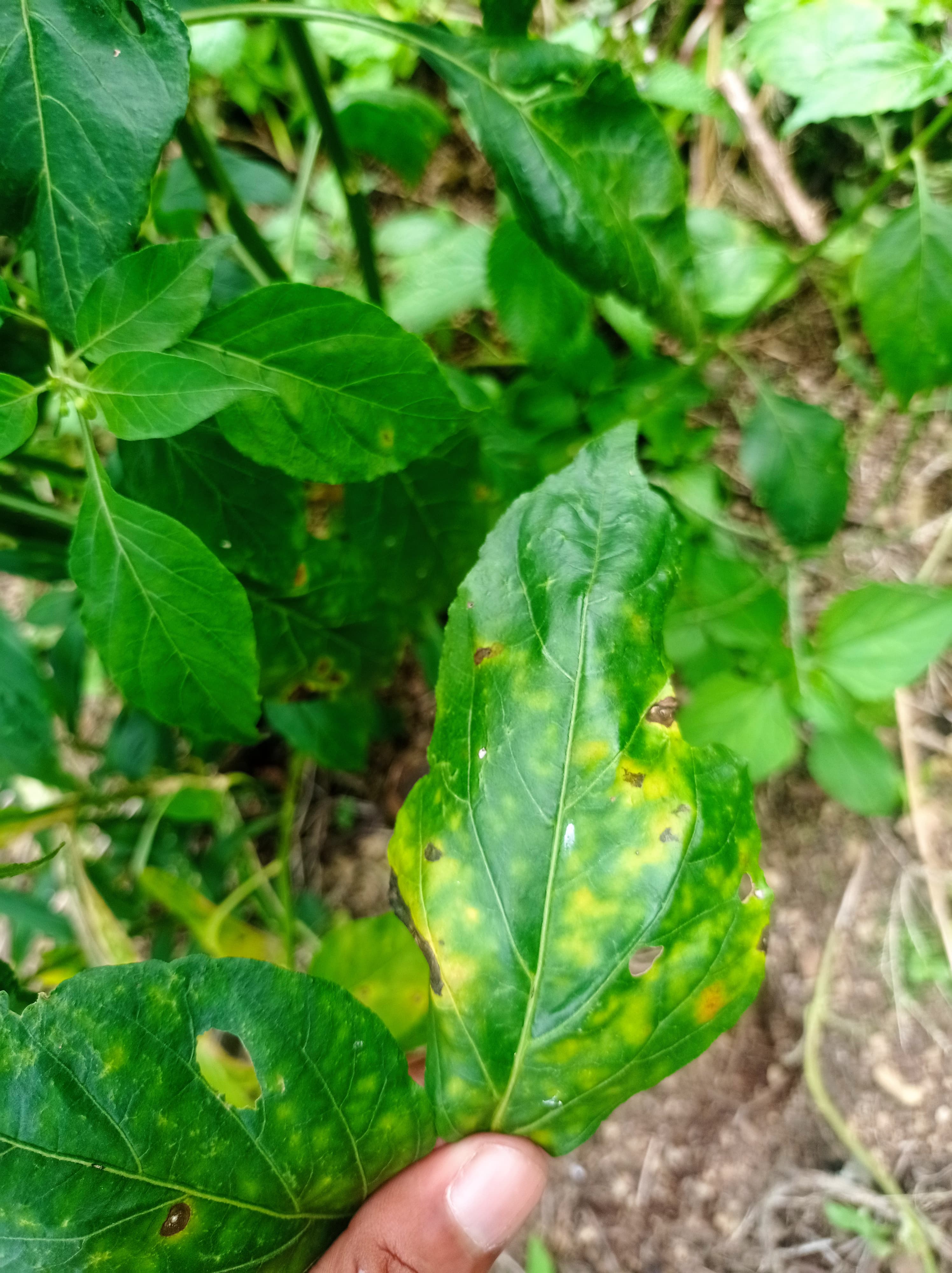 d2g (d2g-zykjh) - Roboflow Universe