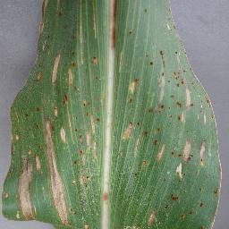 Corn Object Detection Dataset and Pre-Trained Model by PlantD