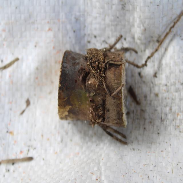 Sugarcane Buds Detection Classification Dataset And Pre Trained Model By Vaishnavi Shridhar Sangave