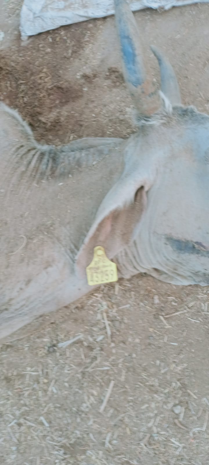 dead cattle Object Detection Dataset and Pre-Trained Model by project