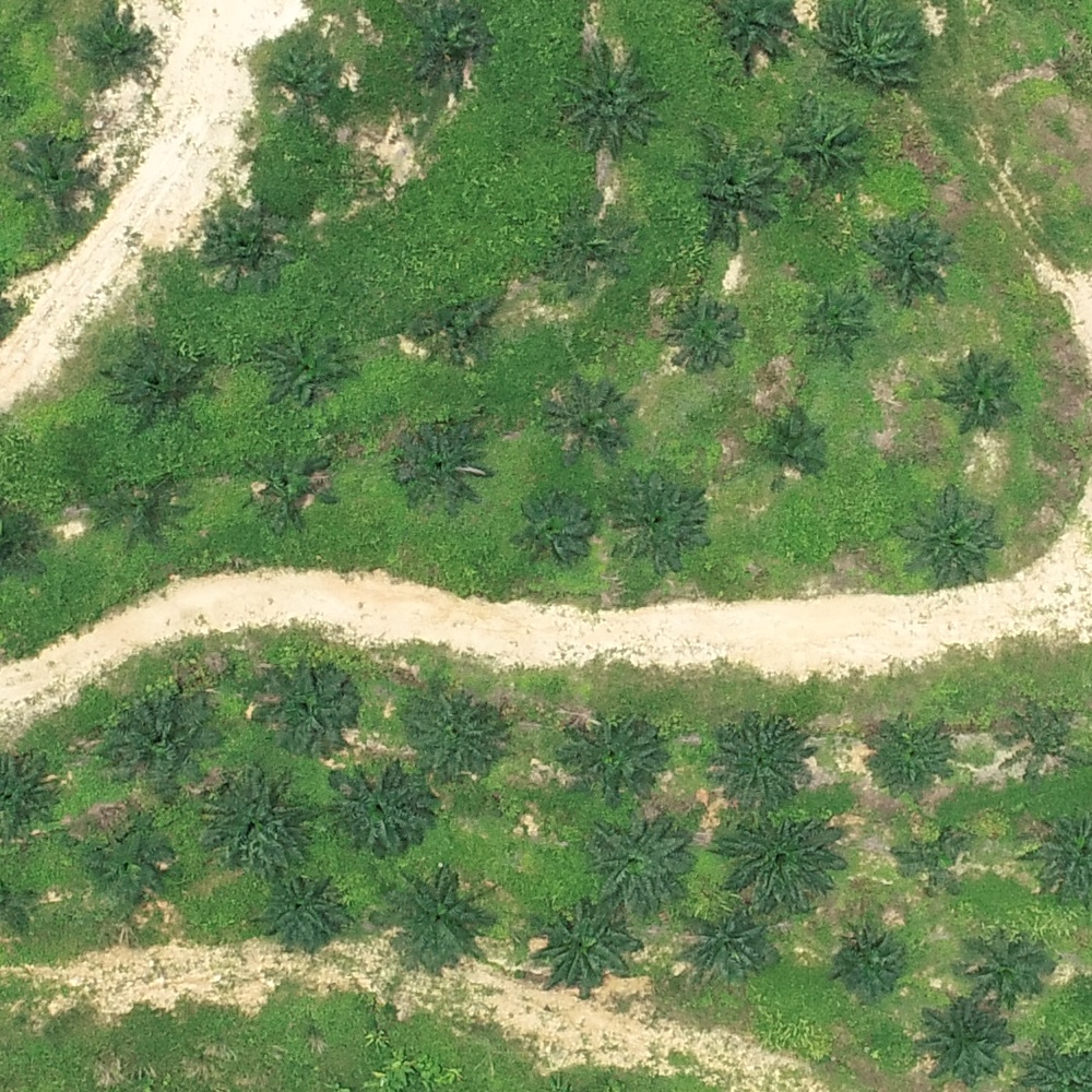 Palm Oil Labeling Object Detection Dataset And Pre Trained Model By