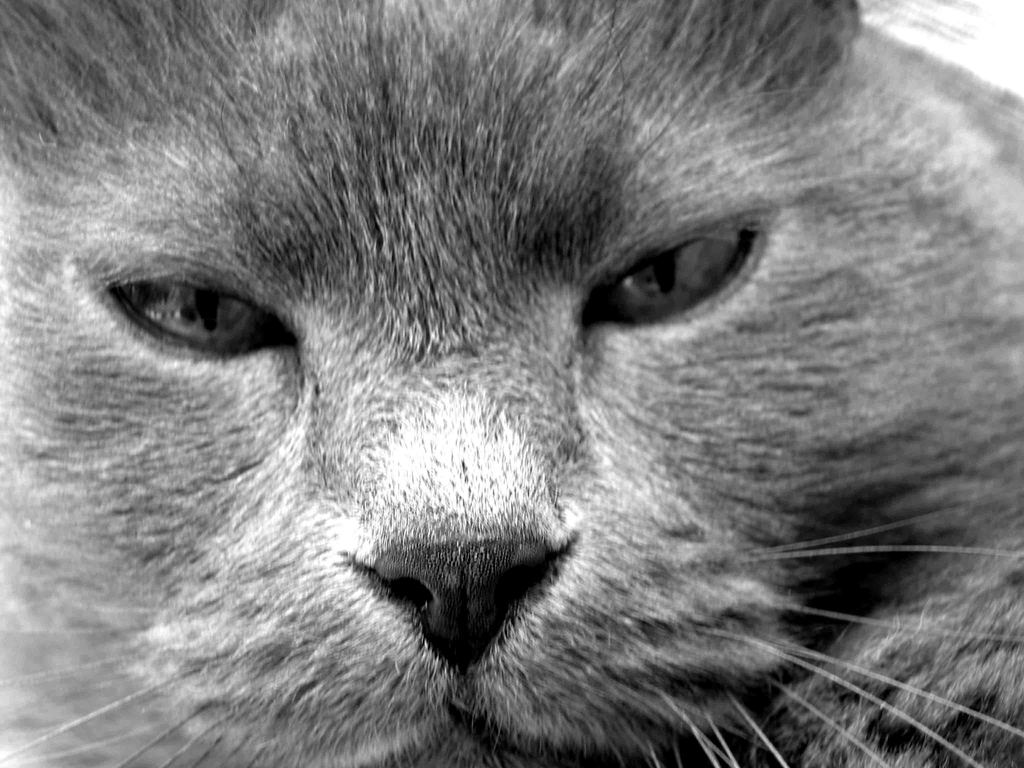 CV demo 2 Object Detection Dataset and Pre-Trained Model by annotate