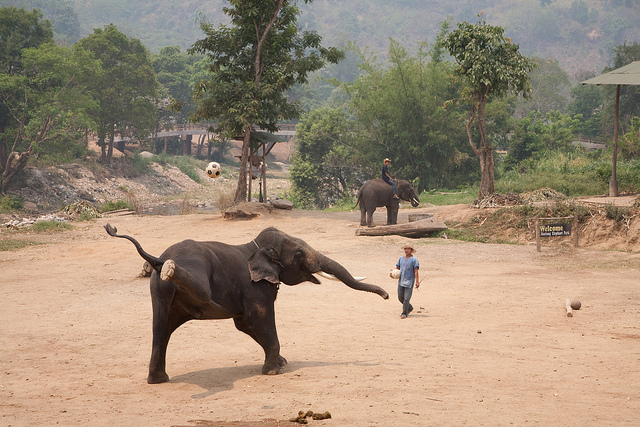 Animal Object Detection Dataset and Pre-Trained Model by Personal