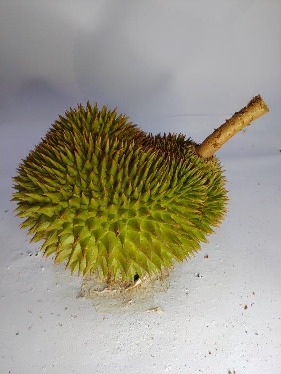 DurianSuper Classification Dataset and Pre-Trained Model by DURIAN