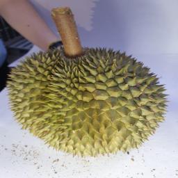 blackthorn_super Object Detection Dataset and Pre-Trained Model by DURIAN