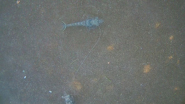 shrimp Object Detection Model by Aaron