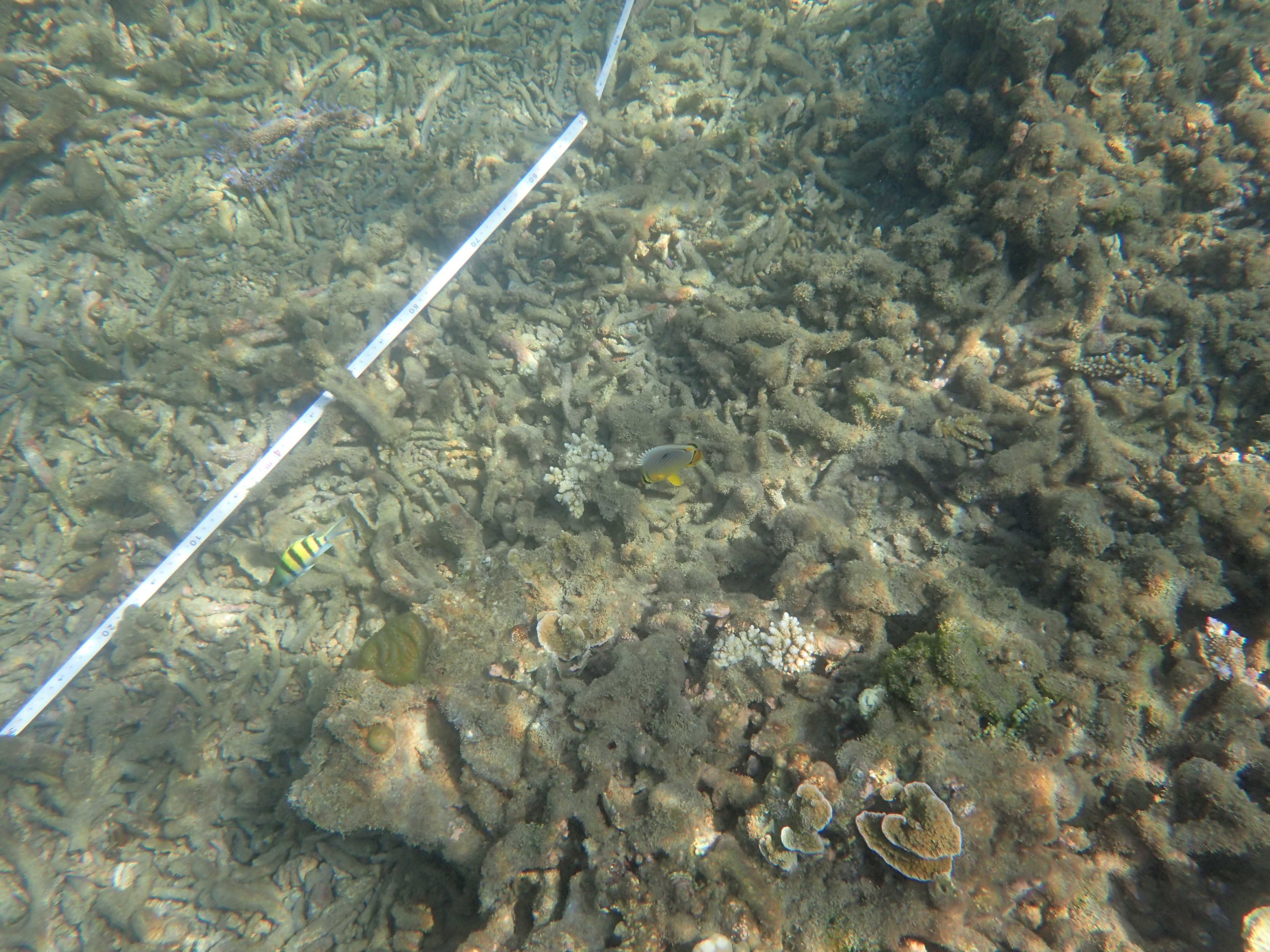 Coral Reef Detection 1 Object Detection Dataset And Pre Trained Model