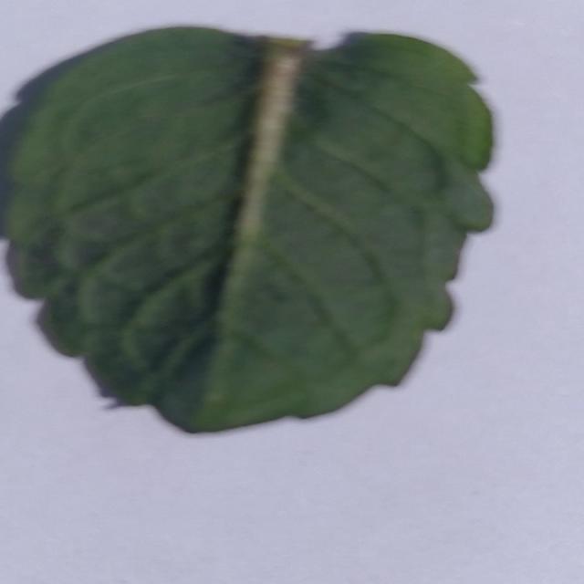 Deteccion De Objetos Object Detection Dataset By Proyecto Detector De Plantas