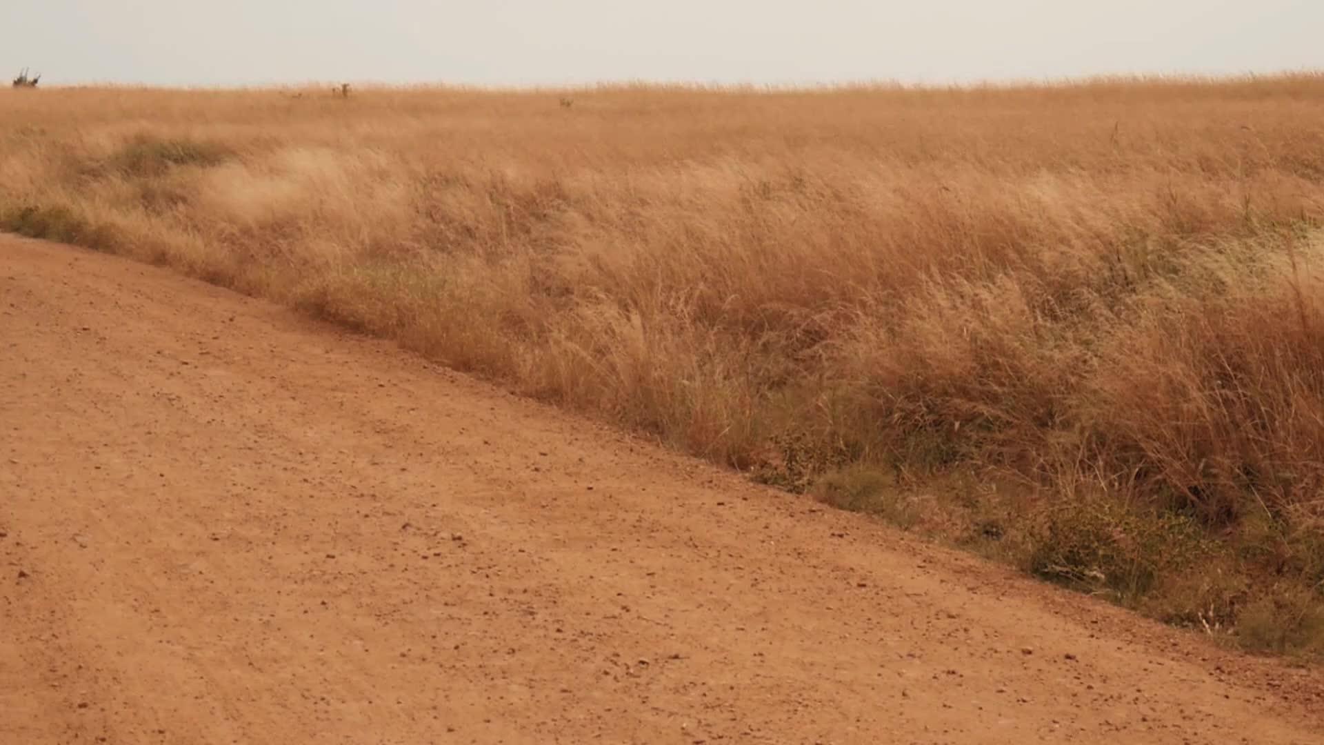 zebras_v2 Object Detection Dataset by v2 rabotaem