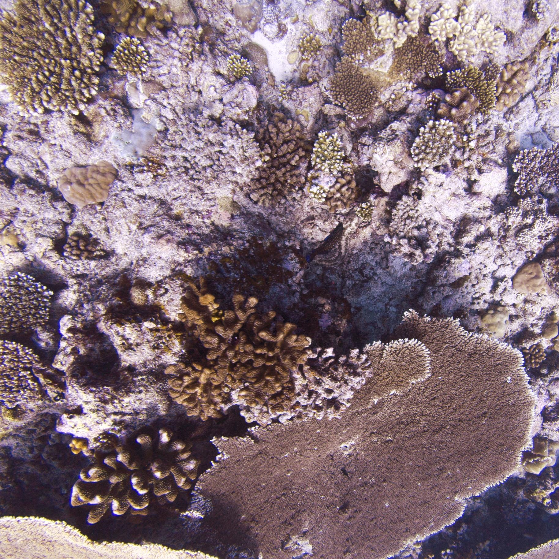 Coral Reef Detection Object Detection Dataset And Pre Trained Model By