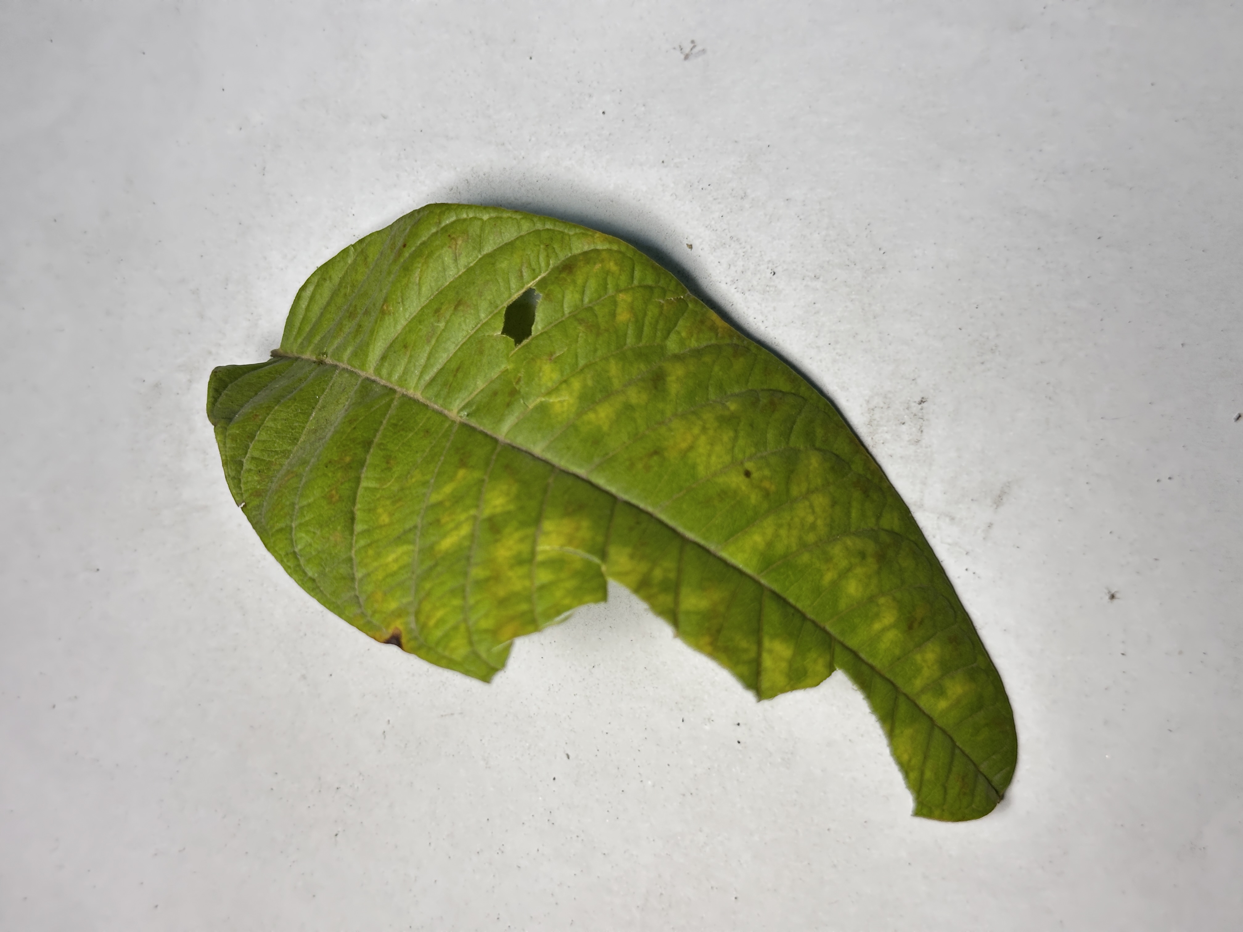 Insect Eaten Object Detection Dataset And Pre Trained Model By Sayel Ahmed