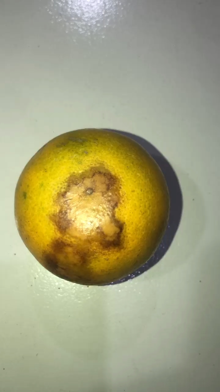 Klasifikasi Buah Jeruk Object Detection Dataset And Pre Trained Model By Klasifikasi Buah Jeruk