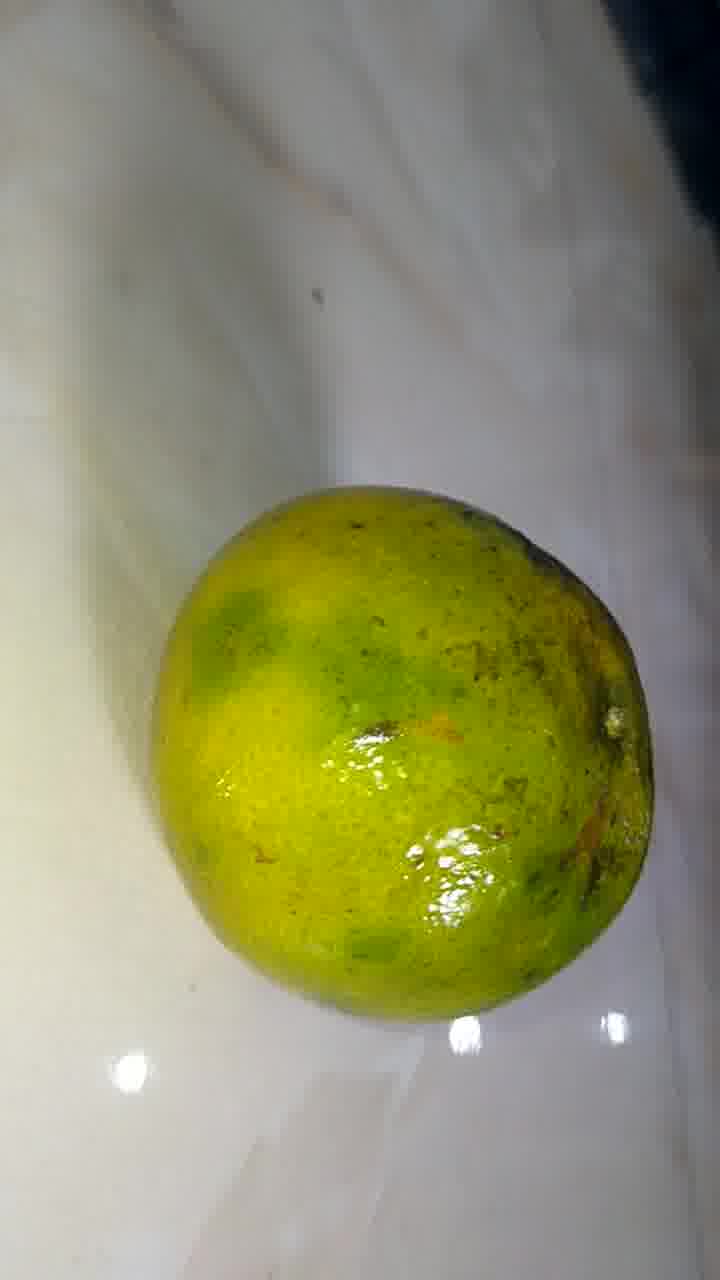 How To Use The Klasifikasi Buah Jeruk Baru Object Detection Api