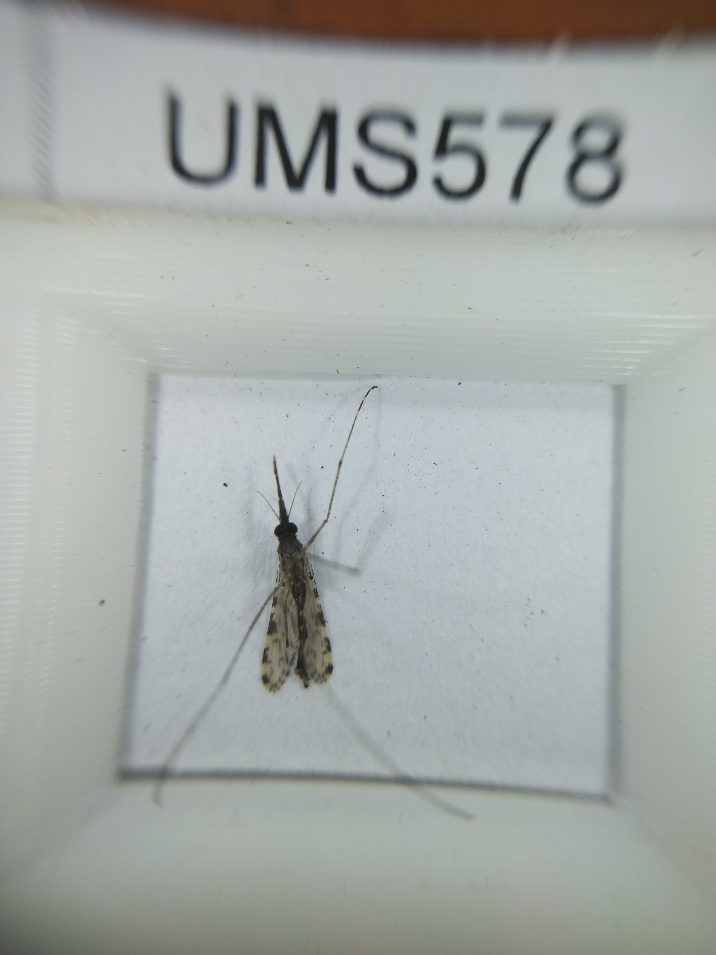 Mosquito Detection Object Detection Dataset By Venkat Mukthineni