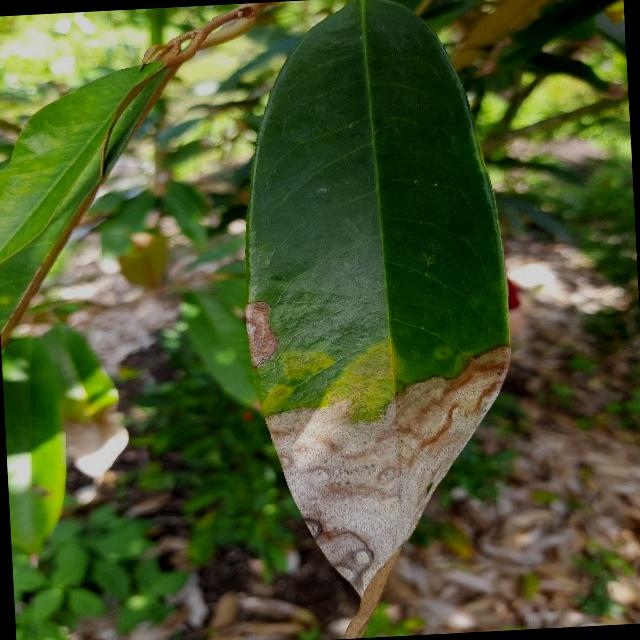 durian leaf Object Detection Model by Mintra